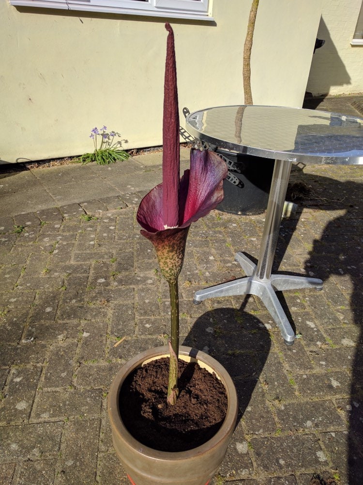 Amorphophallus Konjac