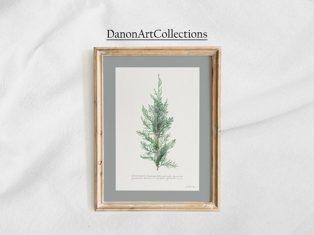 Juniper - Vintage Beautiful Botanical Illustration, High Resolution ...