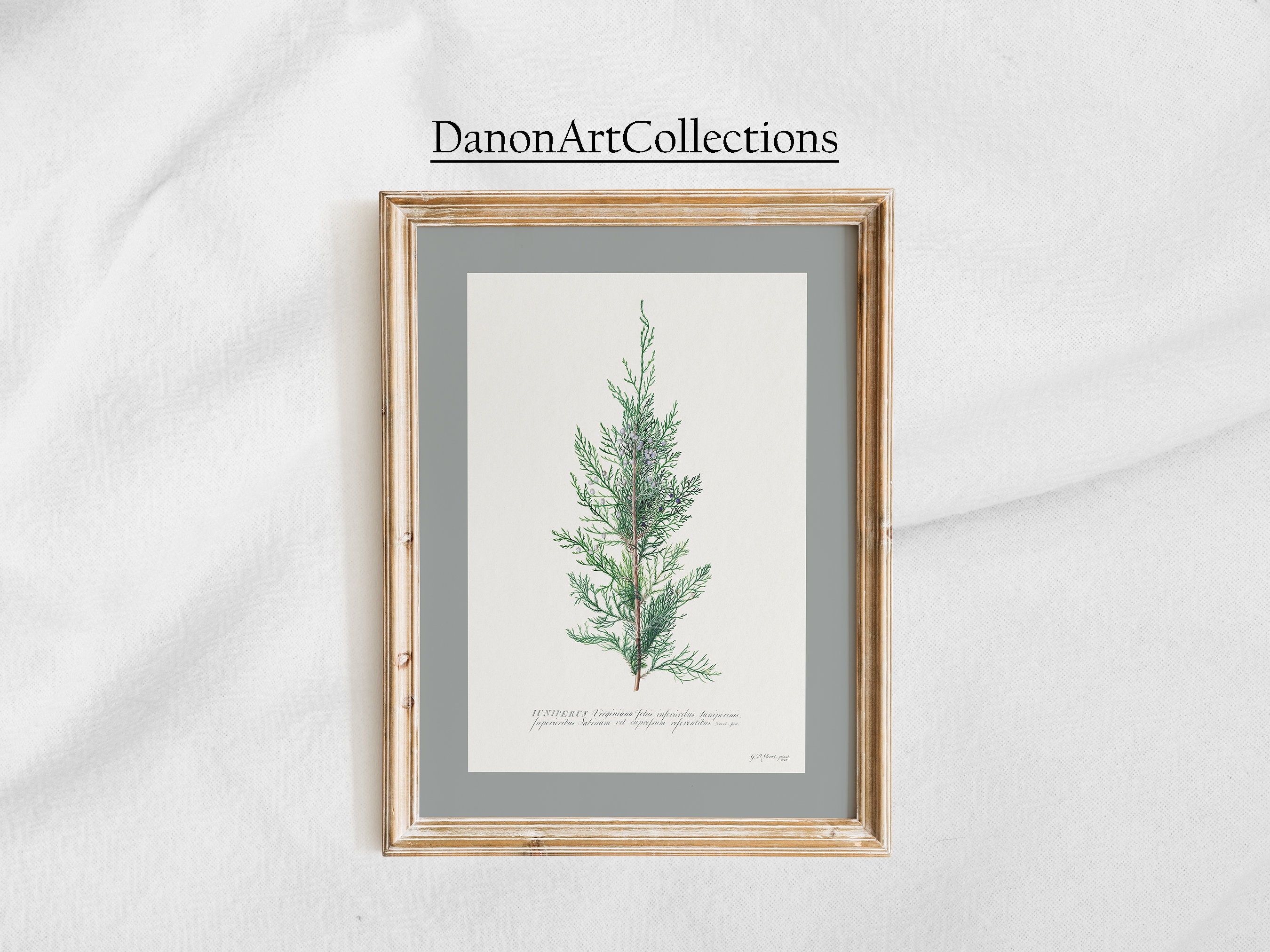 Juniper - Vintage Beautiful Botanical Illustration, High Resolution ...