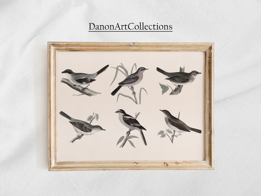 Antique Birds Studies - Vintage Painting Wall Print, Farmhouse ...