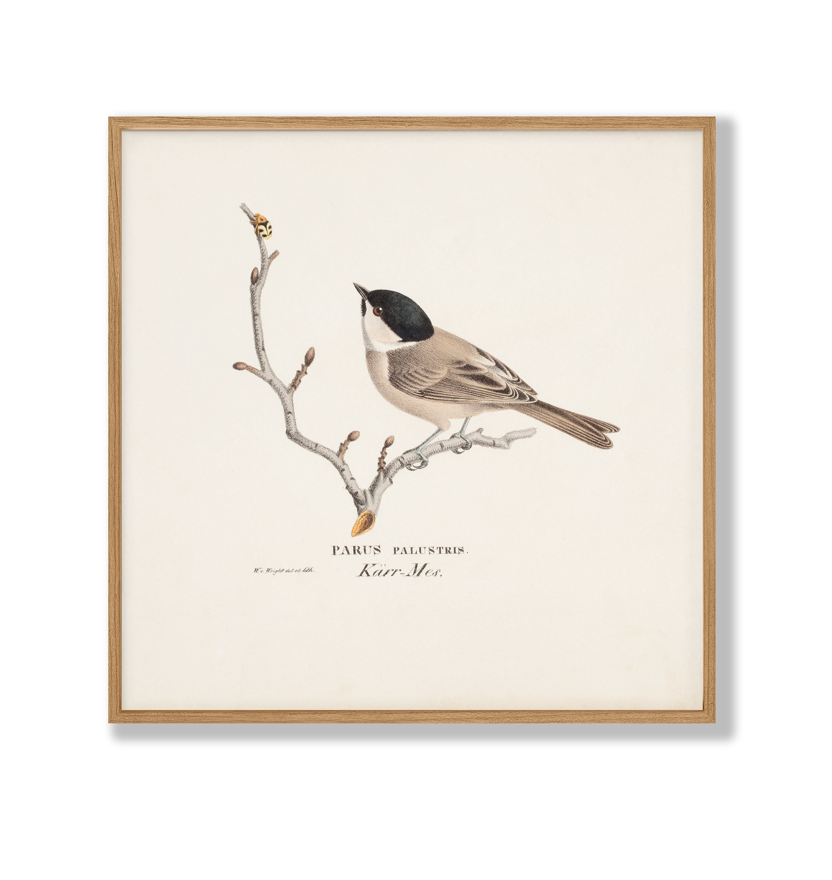 Vintage Birds Set of 8 Prints, Colorful Vintage Wall Set, DIGITAL ...