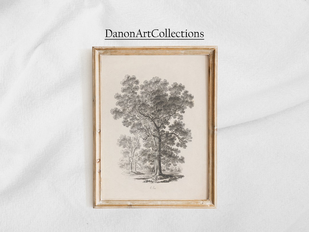 Elm Tree - Vintage Tree Drawing Print, Botanical Sketch, DIGITAL ...
