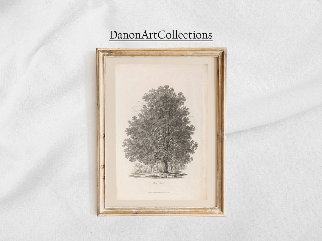 Chestnut Tree- Vintage Chestnut Tree Drawing Print, Botanical Sketch ...