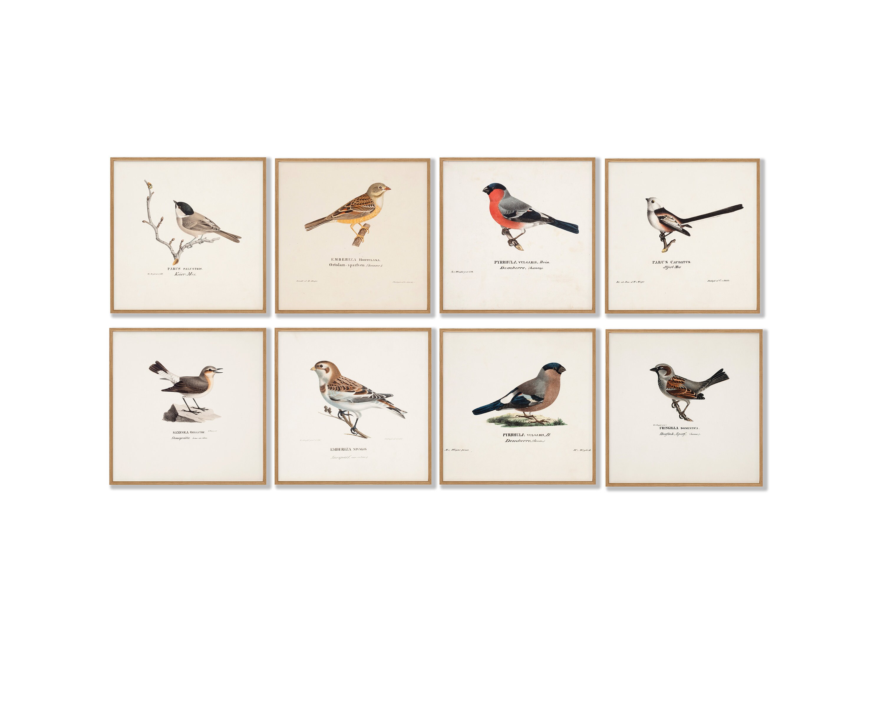 Vintage Birds Set of 8 Prints, Colorful Vintage Wall Set, DIGITAL ...