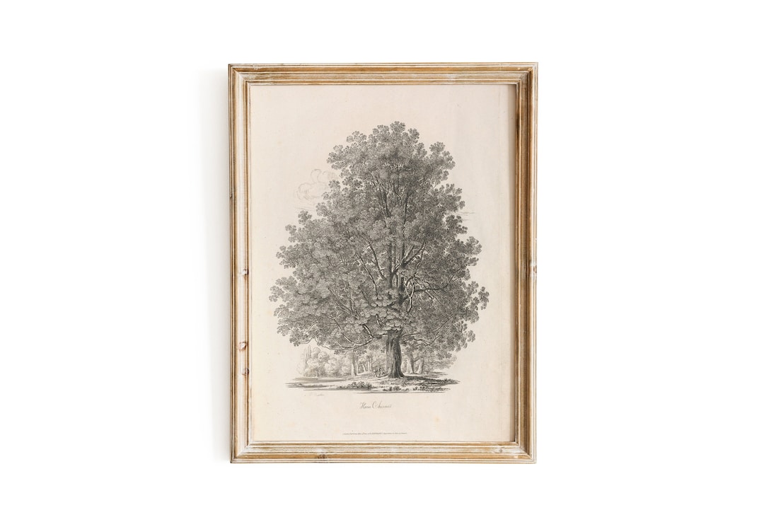 Chestnut Tree Vintage Chestnut Tree Drawing Print Botanical - Etsy