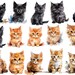 30 Watercolor Cute Kitten Pack, Baby Cat Clipart, Clipart for ...