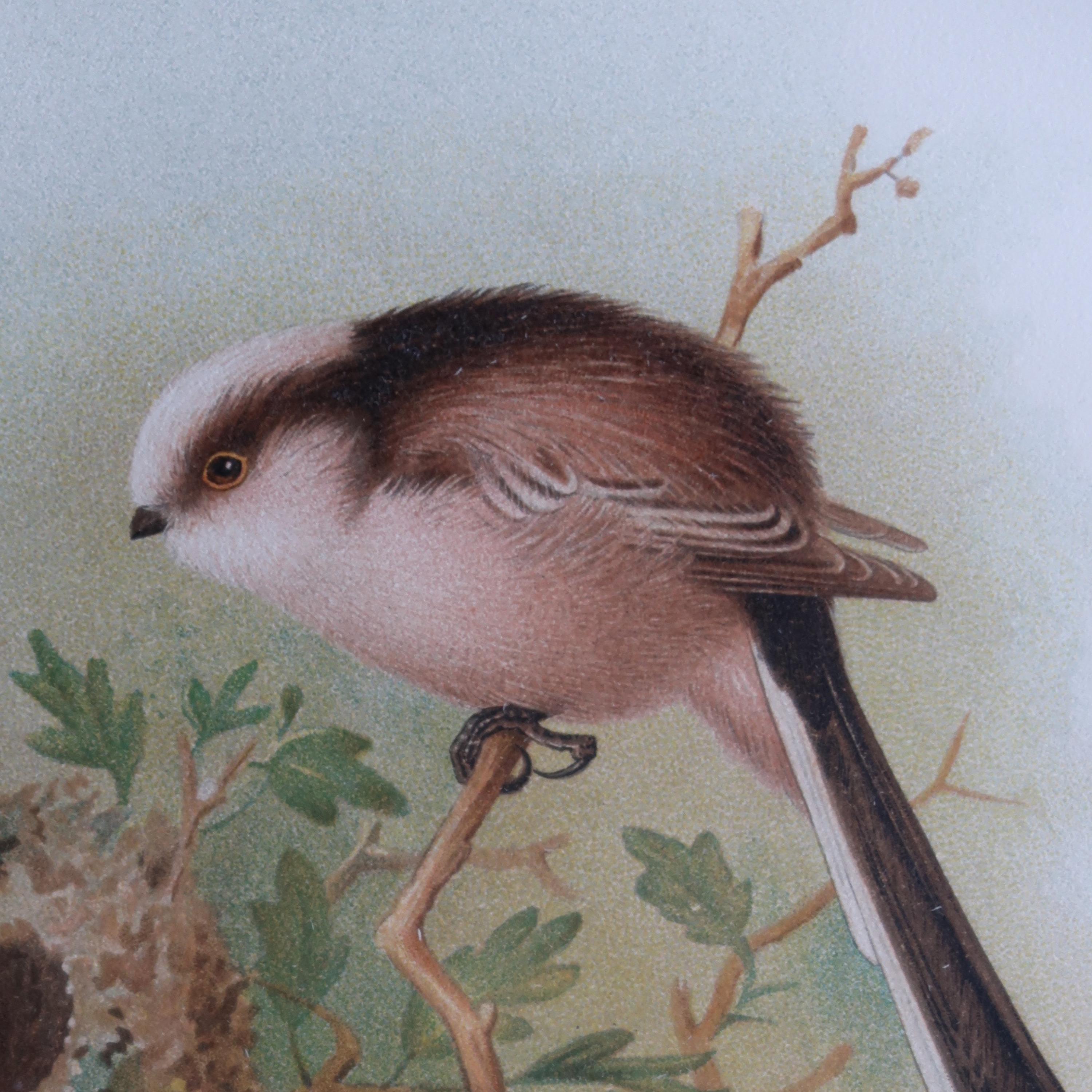 1908 LONG-TAILED TITMOUSE Bird Print | Home Decor | British Birds ...