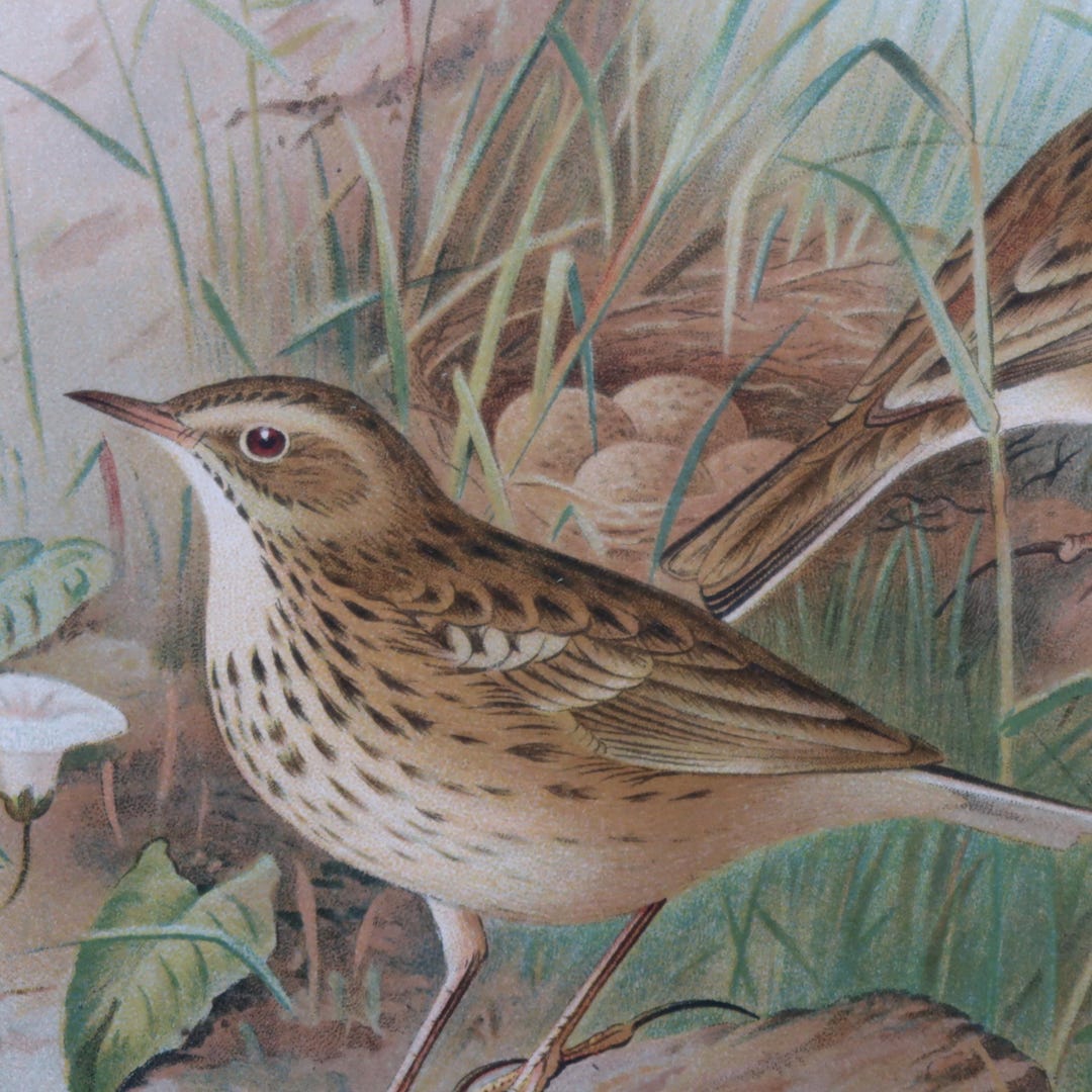 1908 MEADOW PIPIT Bird Print | Home Decor | British Birds | Bird Wall ...