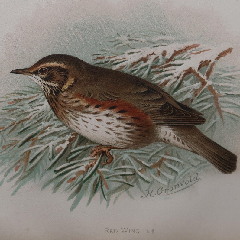 1908 RED WING Bird Print | Home Decor | British Birds | Bird Wall Art ...