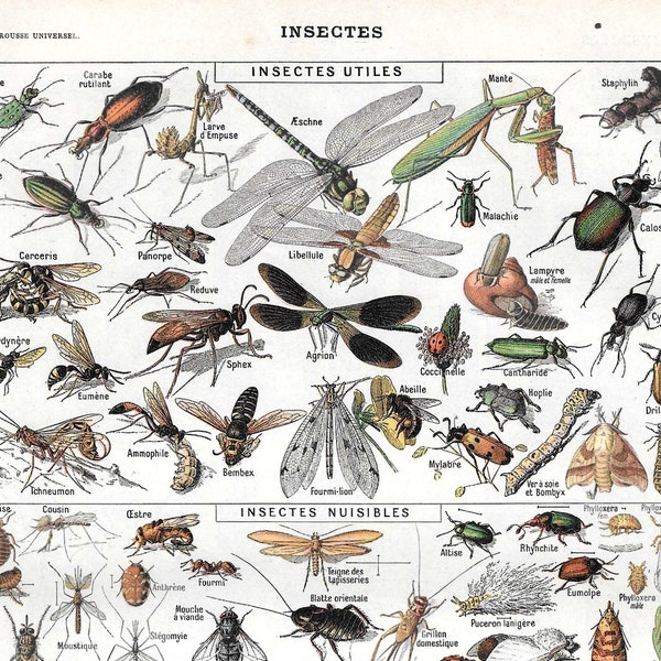Beneficial Insects - Etsy
