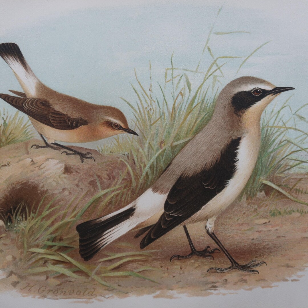 1908 WHEATEAR Bird Print | Home Decor | British Birds | Bird Wall Art ...