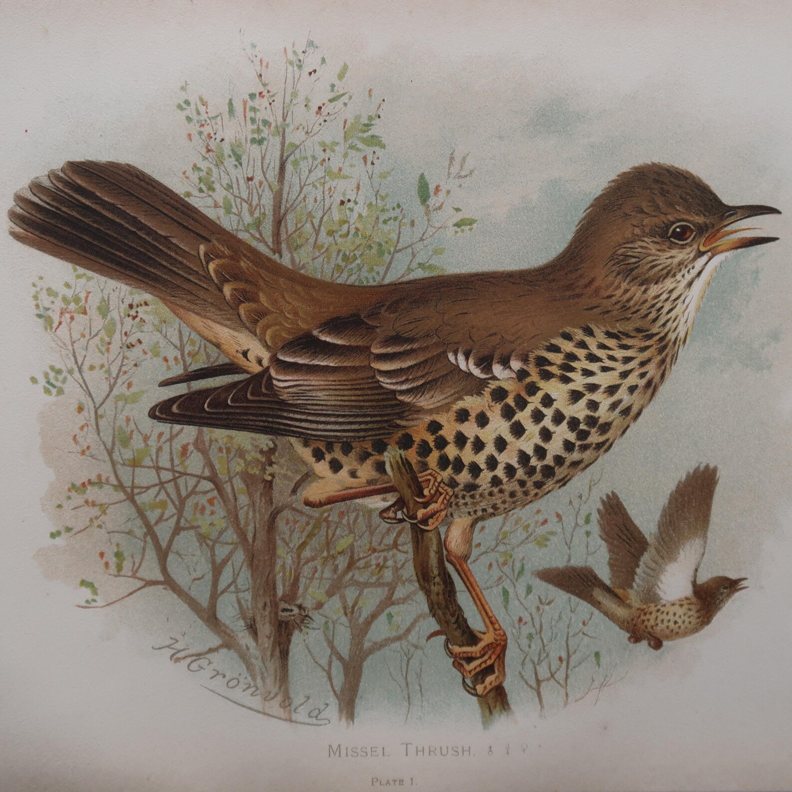 1908 MISSEL THRUSH Bird Print Home Decor British Birds Bird Wall Art ...
