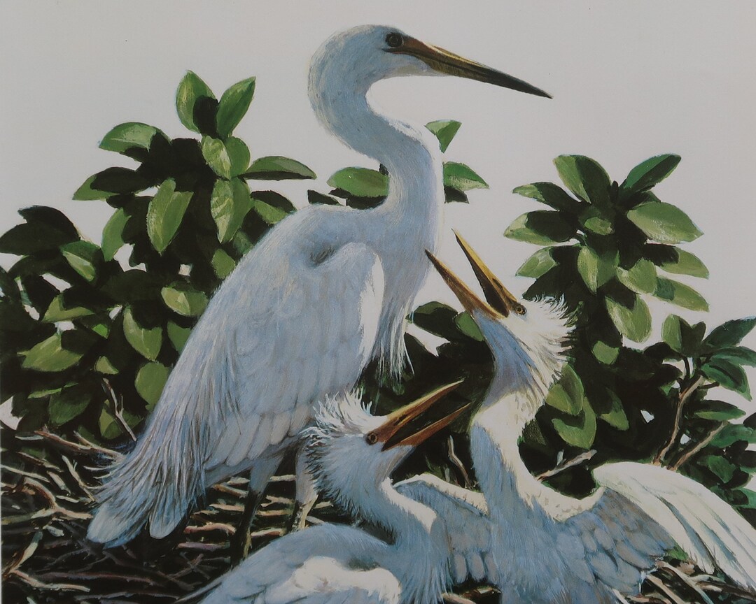 Stanley Galli Vintage Print 1979 | "egrets at Home" (1978) | Home Decor ...