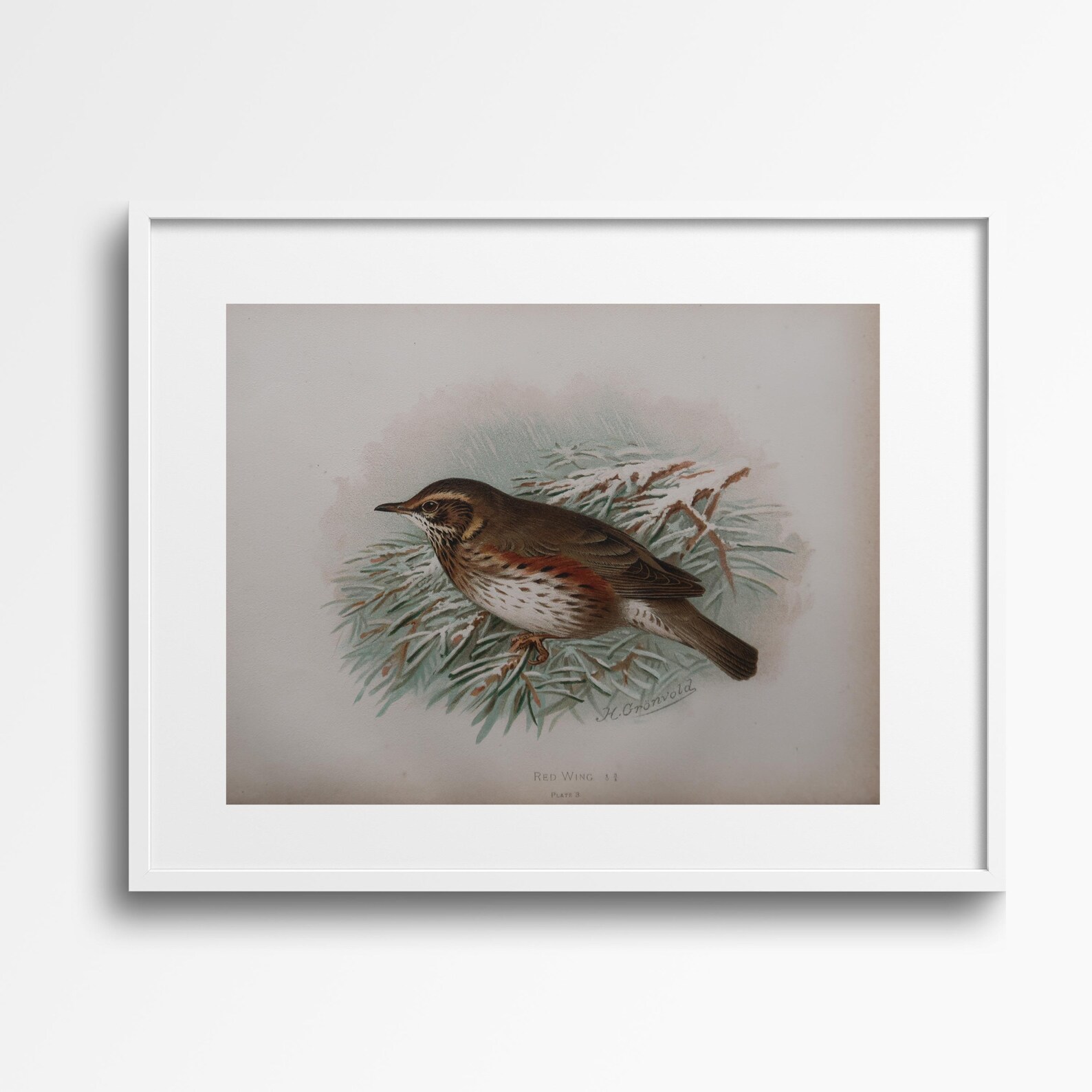 1908 RED WING Bird Print | Home Decor | British Birds | Bird Wall Art ...