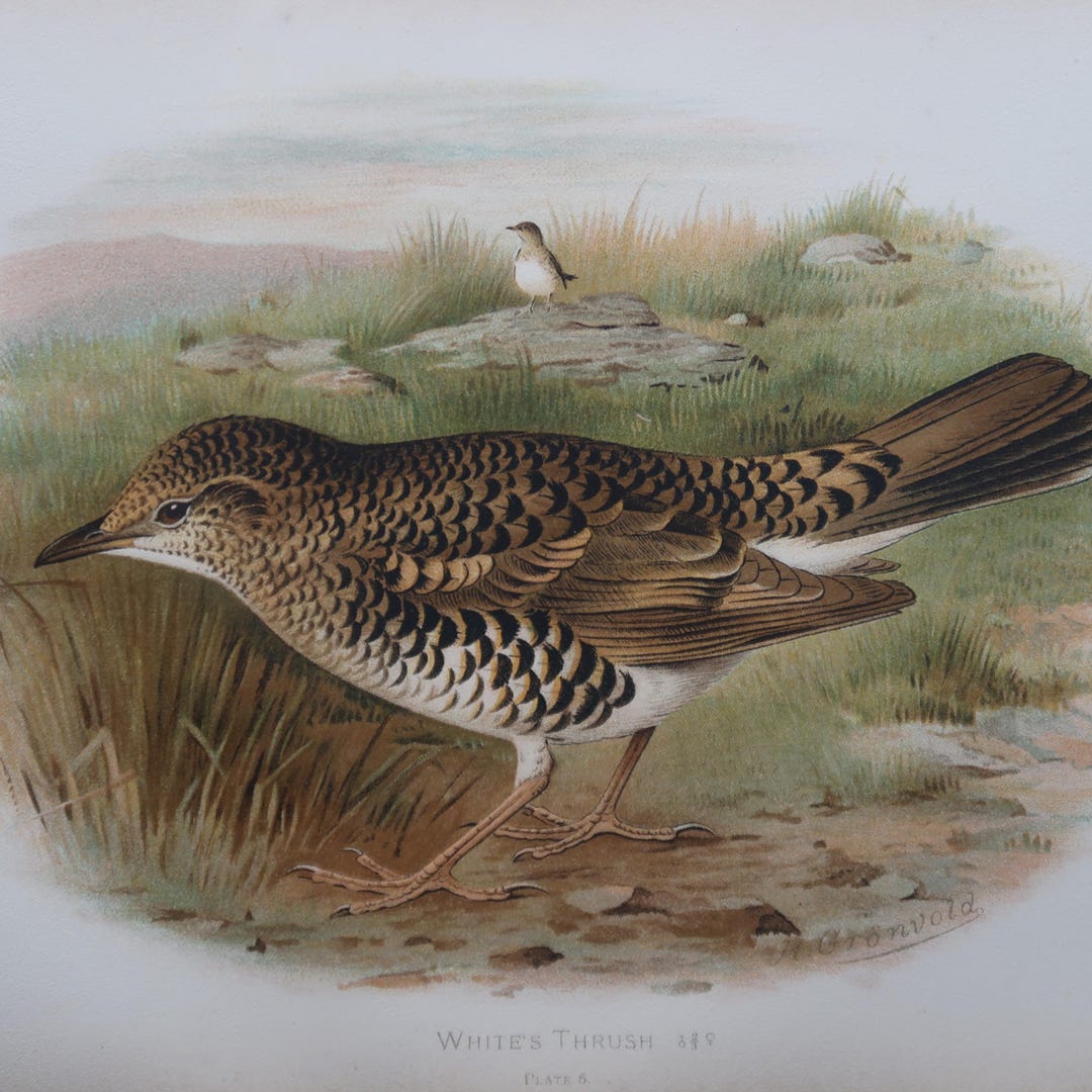 1908 WHITE'S THRUSH Bird Print | Home Decor | British Birds | Bird Wall ...