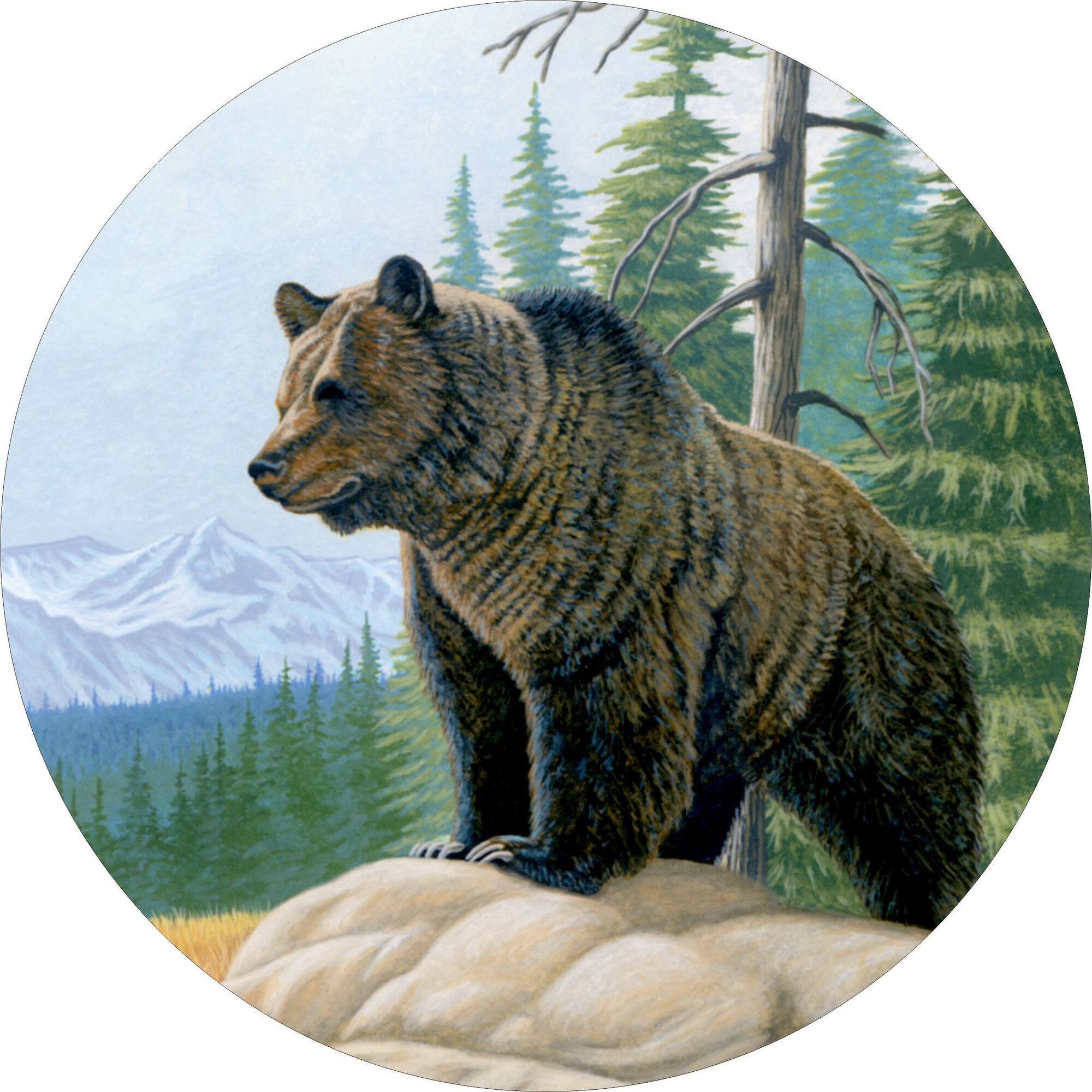 Bear Spare Tire Cover - Custom Made To Your Exact Tire Size - Option ...