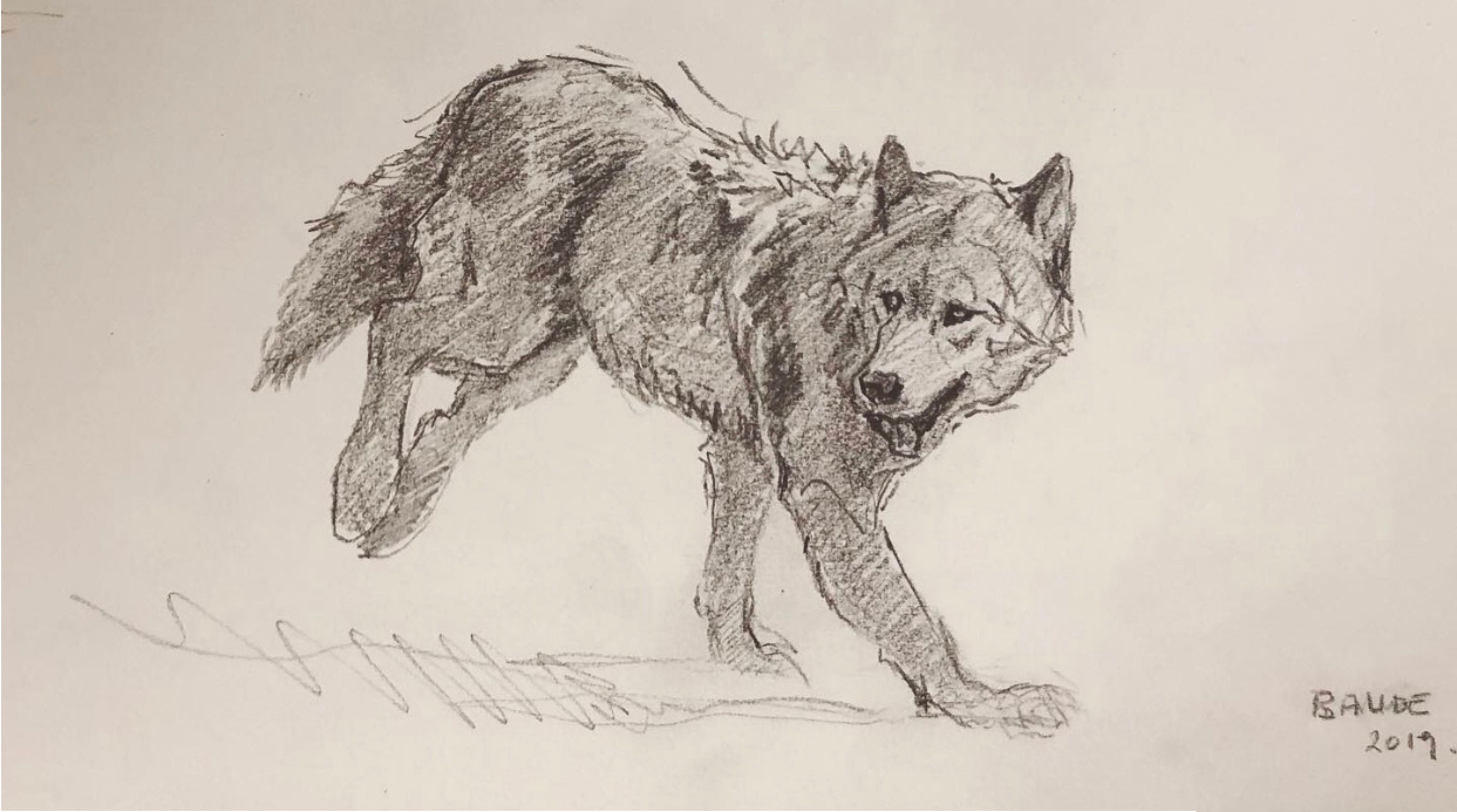 Wolf Standing Drawing