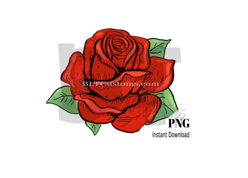 Large Rose Bundle, 14 Designs, Retro Art, Clip Art, Hand Drawn Flower ...