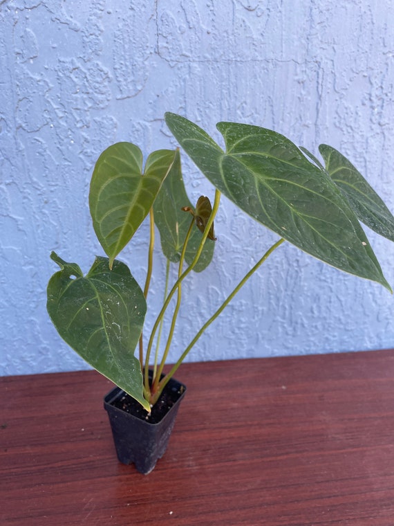 Anthurium Magnificum Verde - Etsy