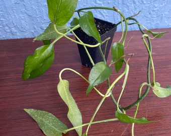 Pothos Skeleton Key - Etsy