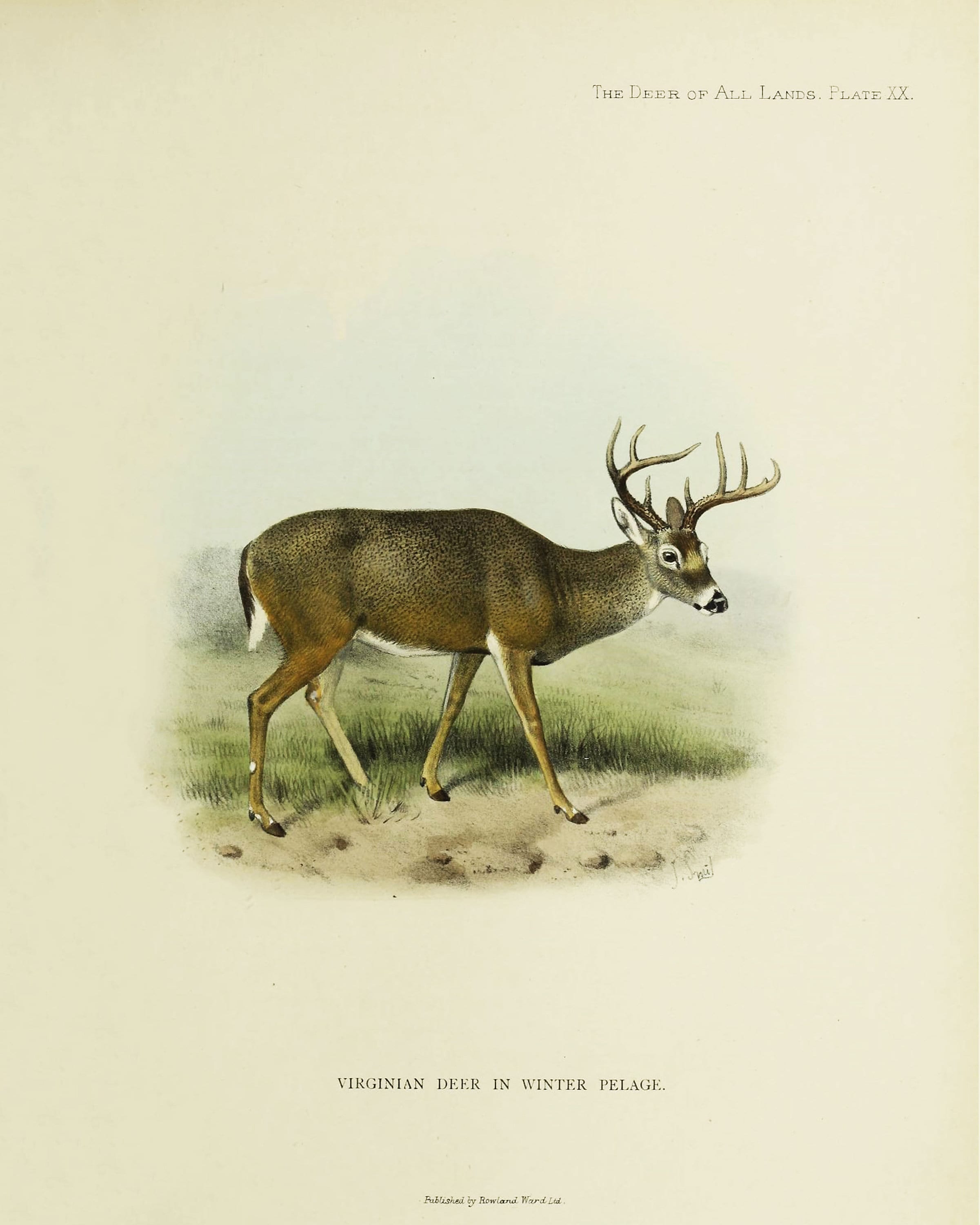 Vintage Deer Illustrations Set of 4 Deer Prints Animal - Etsy