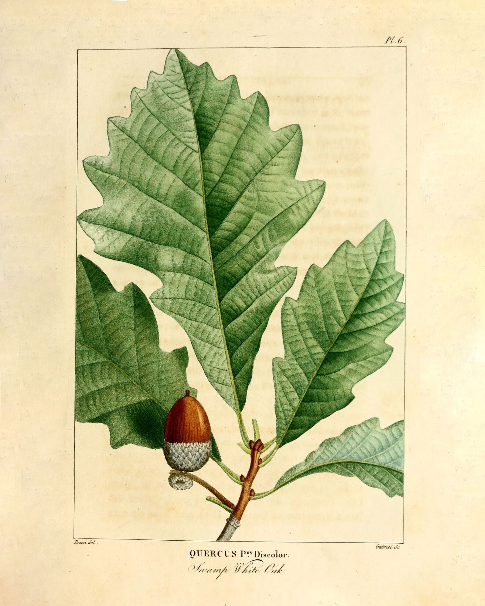 Fall Botanical Prints | Set of 6 - Vintage Botany Art Decor - Fall ...