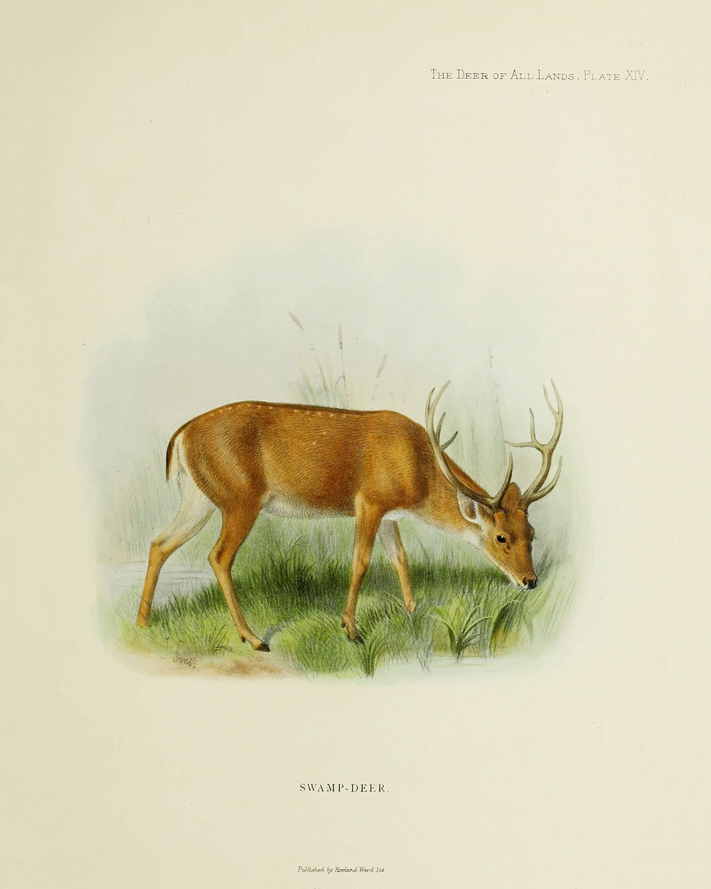 Vintage Deer Illustrations Set of 4 Deer Prints Animal - Etsy