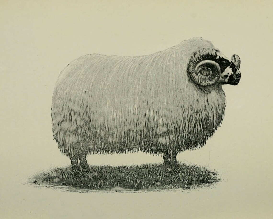 Vintage Sheep and Ram Prints Set of 4 | Vintage Farmhouse Decor | Sheep ...