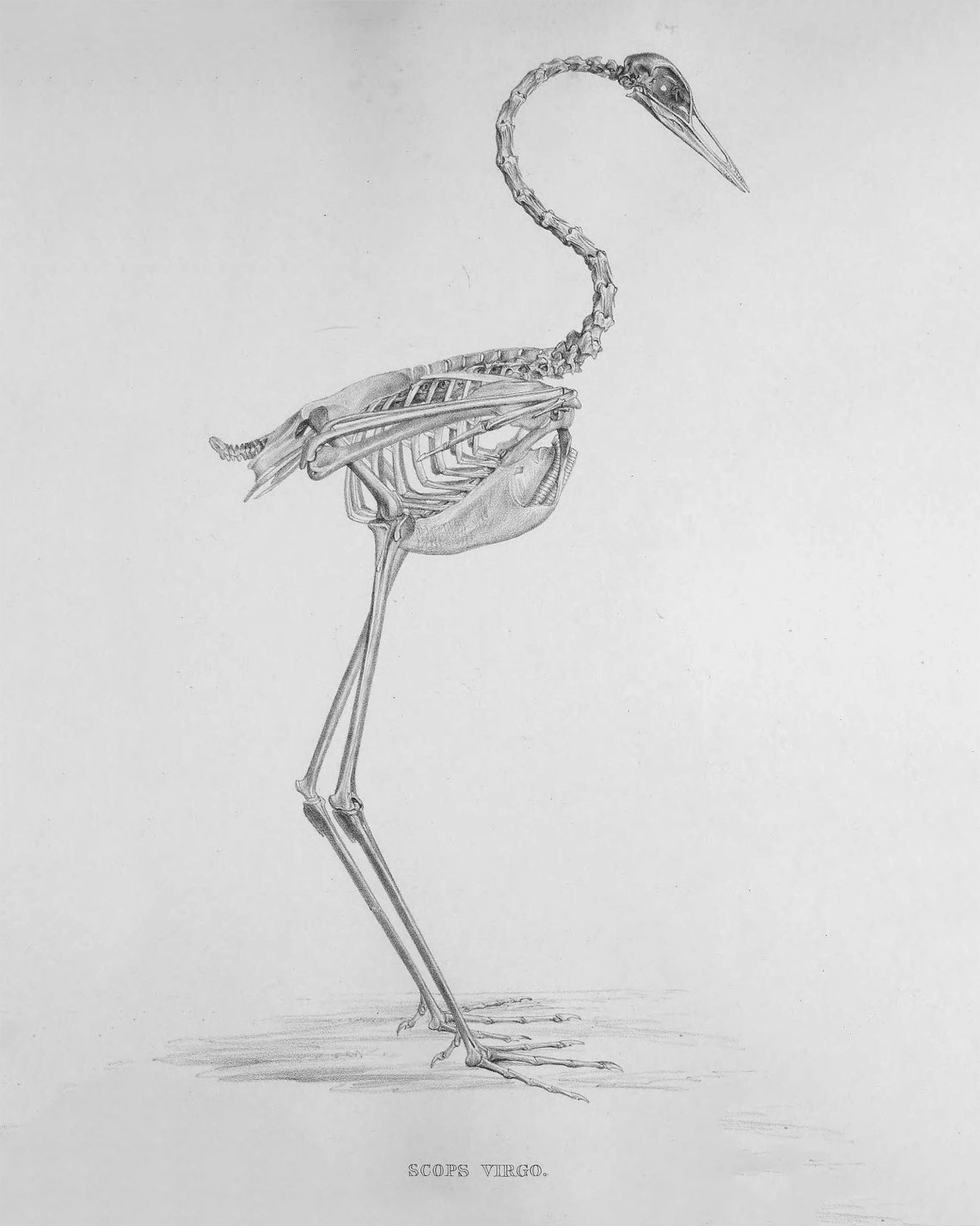 Vintage Skeletal Bird Prints | Set of 4 - Osteology of Bird Prints ...