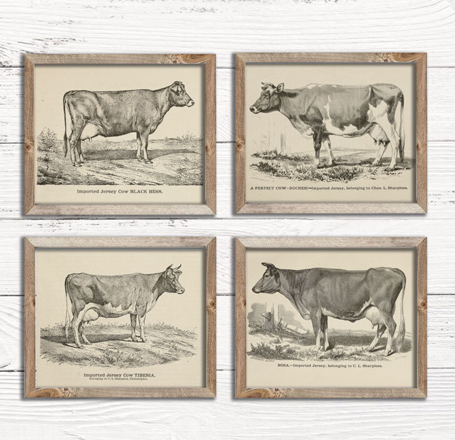 Farmhouse Vintage Cow Prints Set of 4 Vintage Dairy Cow - Etsy