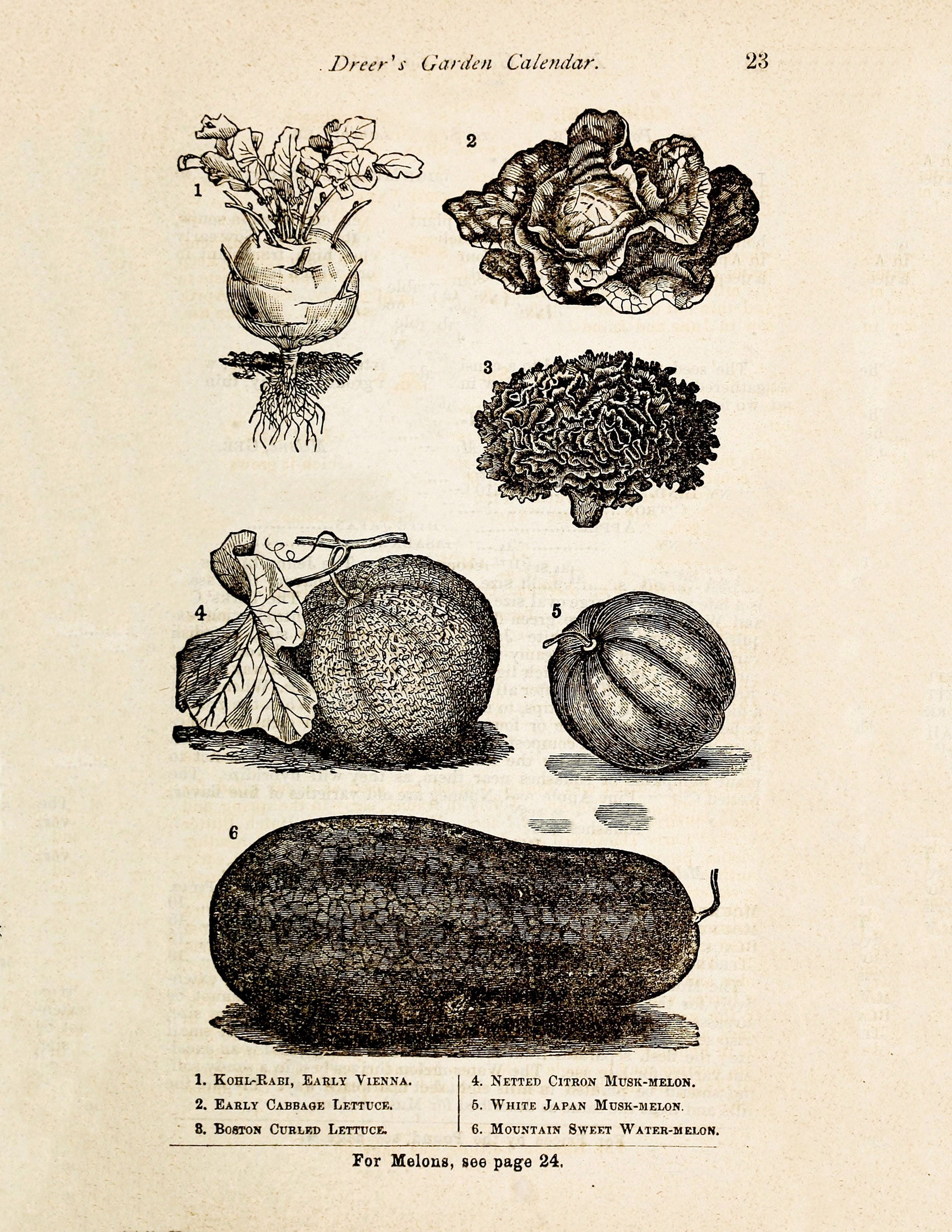 Set of 4 Vintage Vegetable Illustrations | Vintage Advertisement ...
