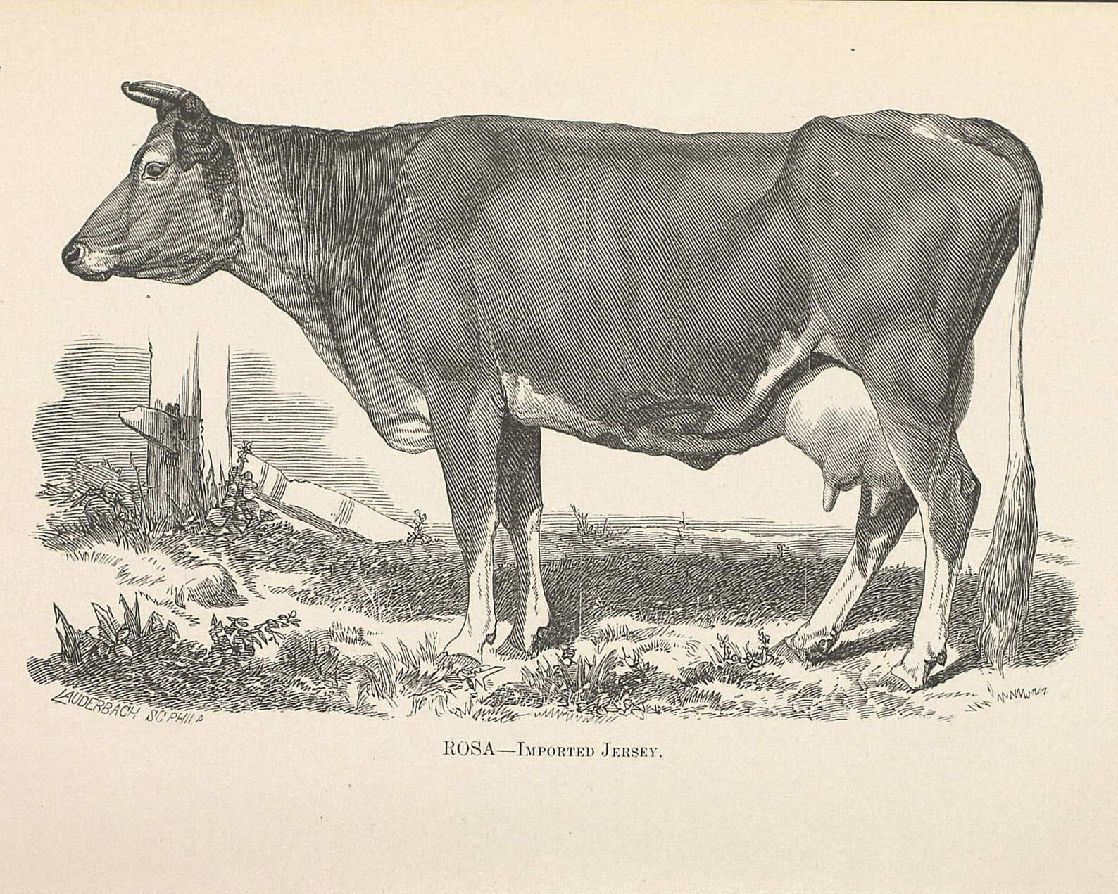 Vintage Dairy Cow Print | Single Print of Farmhouse Decor | Digital ...