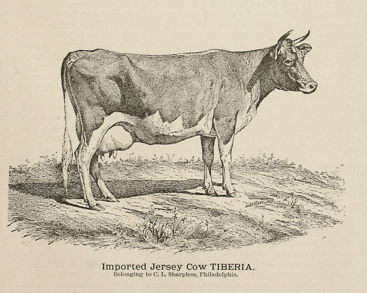 Farmhouse Vintage Cow Prints | Set of 4 - Vintage Dairy Cow Art Decor ...