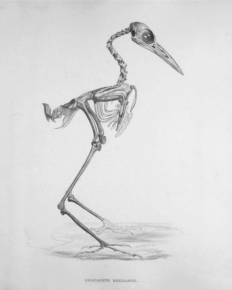 Vintage Skeletal Bird Prints | Set of 4 - Osteology of Bird Prints ...