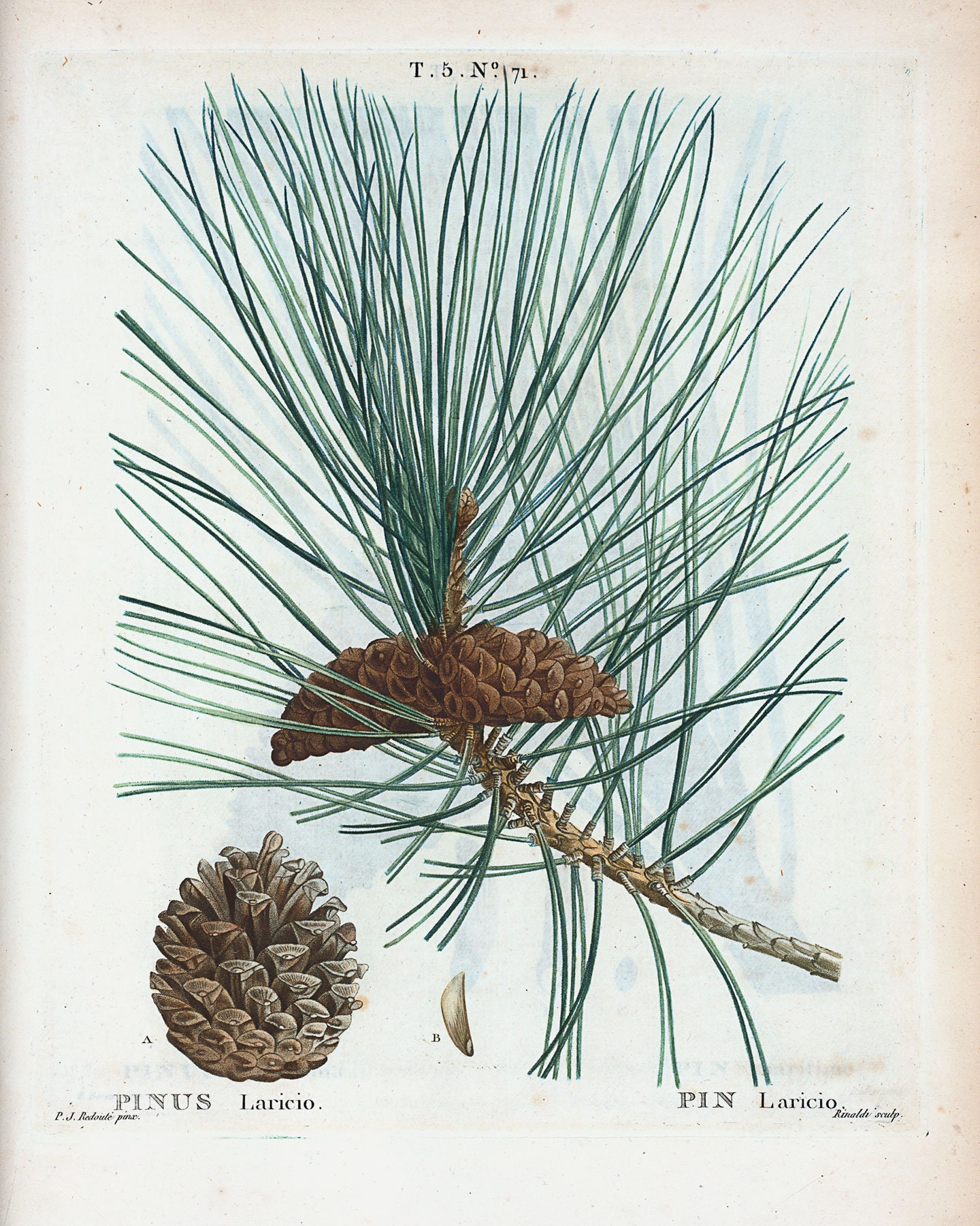 Botany Winter Pine Cone Prints | Set of 4 - Vintage Botanical Art Decor ...