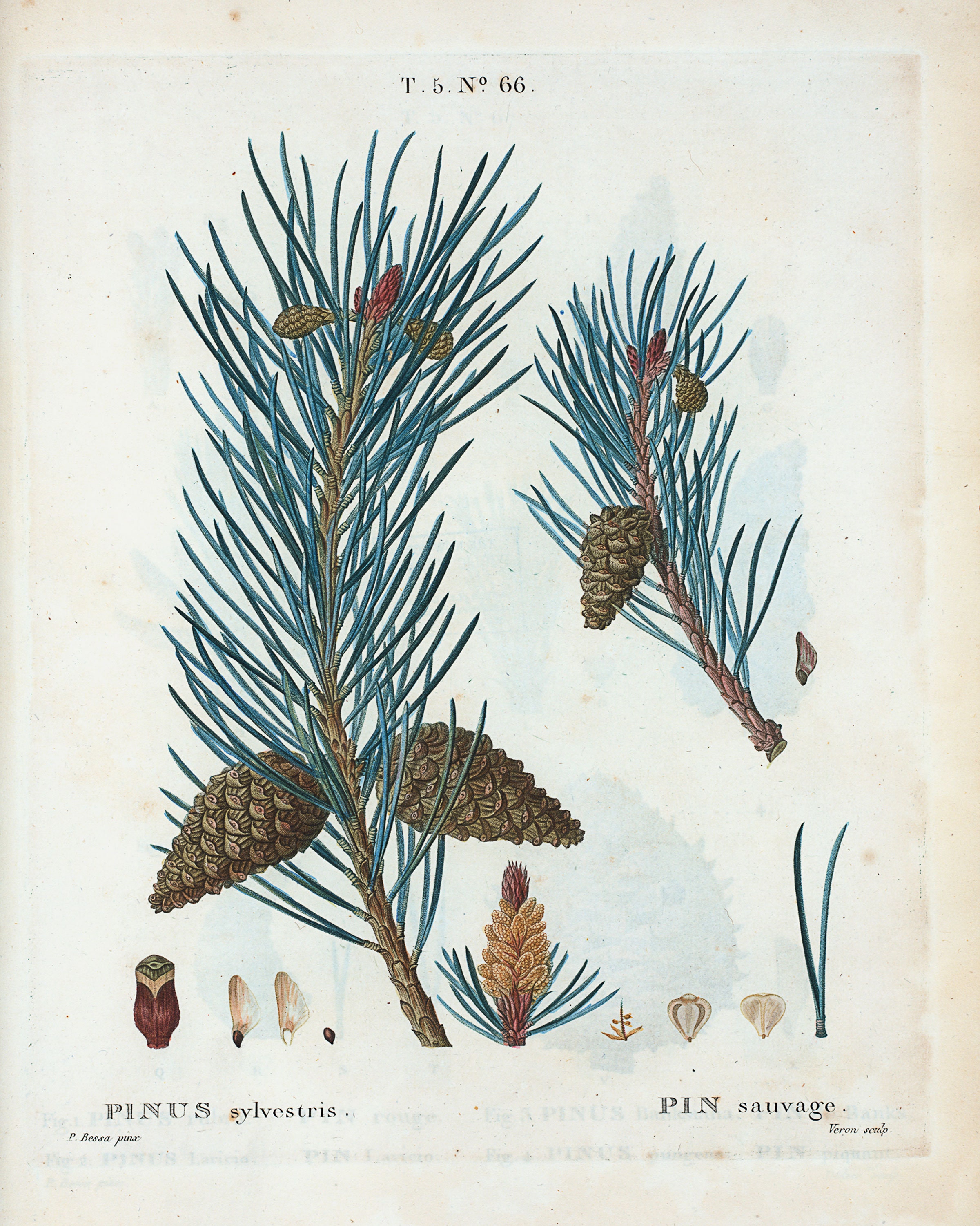 Botany Winter Pine Cone Prints | Set of 4 - Vintage Botanical Art Decor ...