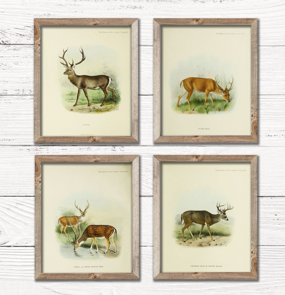 Vintage Deer Illustrations Set of 4 Deer Prints Animal - Etsy