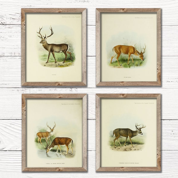Vintage Deer Print - Etsy