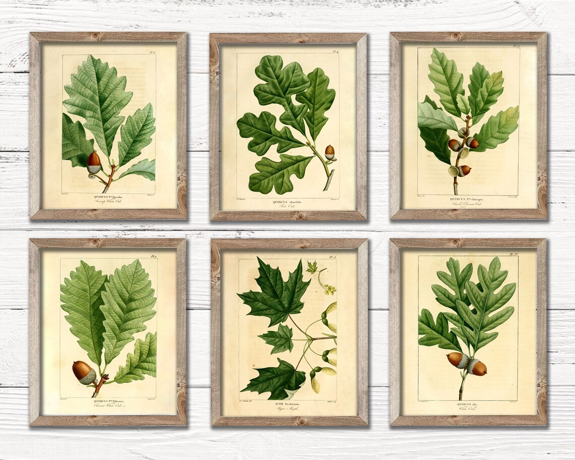 Fall Botanical Prints Set of 6 Vintage Botany Art Decor Fall Digital ...