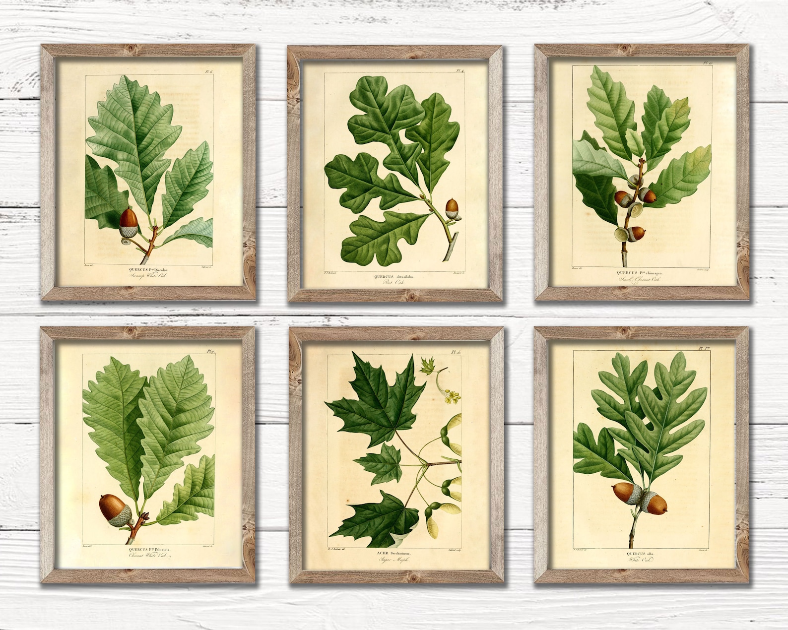 Fall Botanical Prints | Set of 6 - Vintage Botany Art Decor - Fall ...