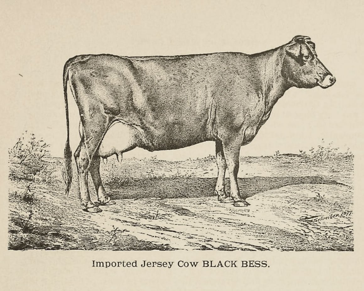 Farmhouse Vintage Cow Prints Set of 4 Vintage Dairy Cow - Etsy