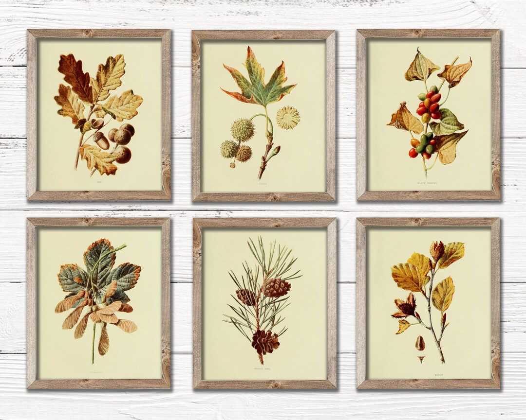 Fall Botanical Prints | Set of 6 - Vintage Botany Art Decor - Fall ...