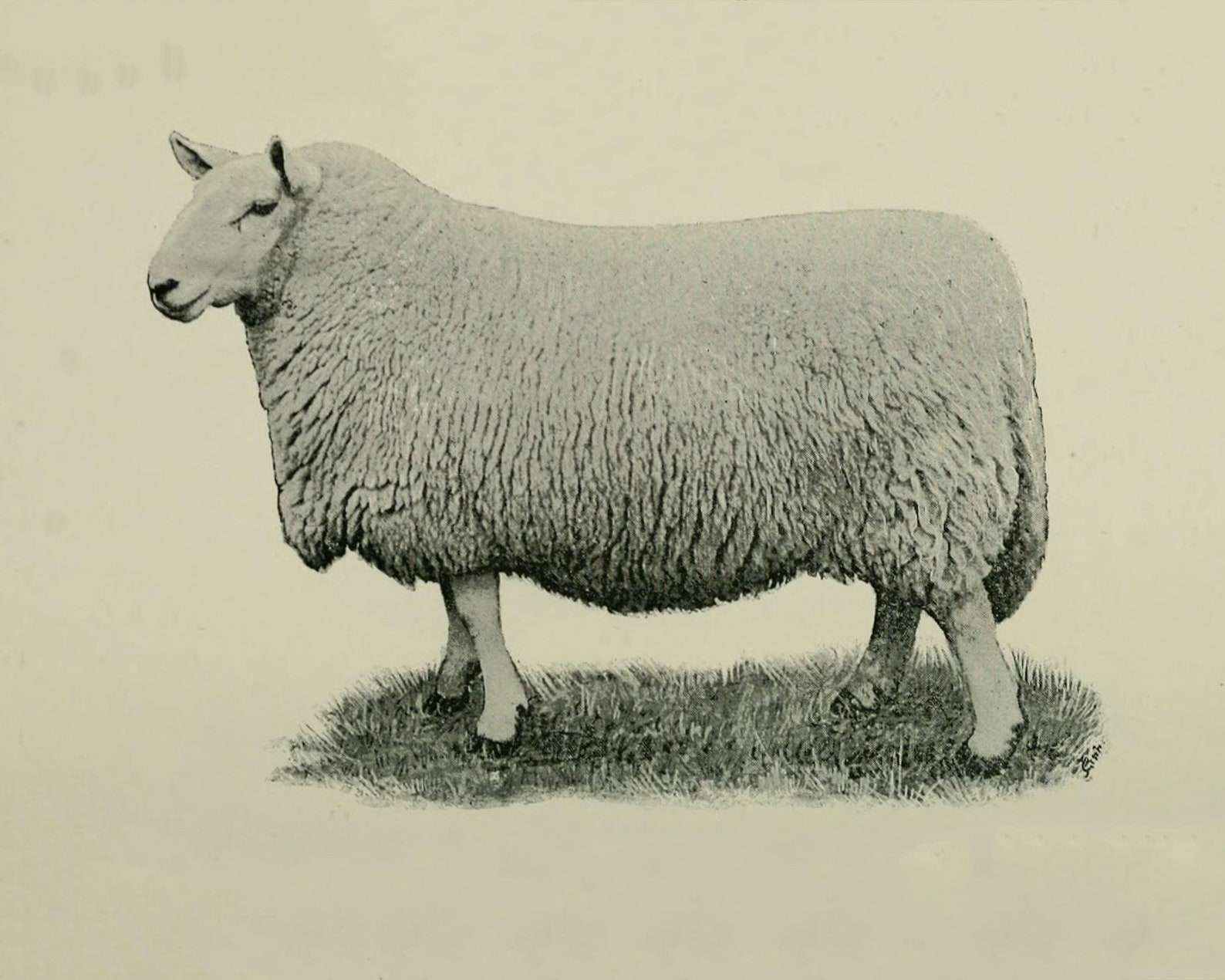 Vintage Sheep and Ram Prints Set of 4 | Vintage Farmhouse Decor | Sheep ...