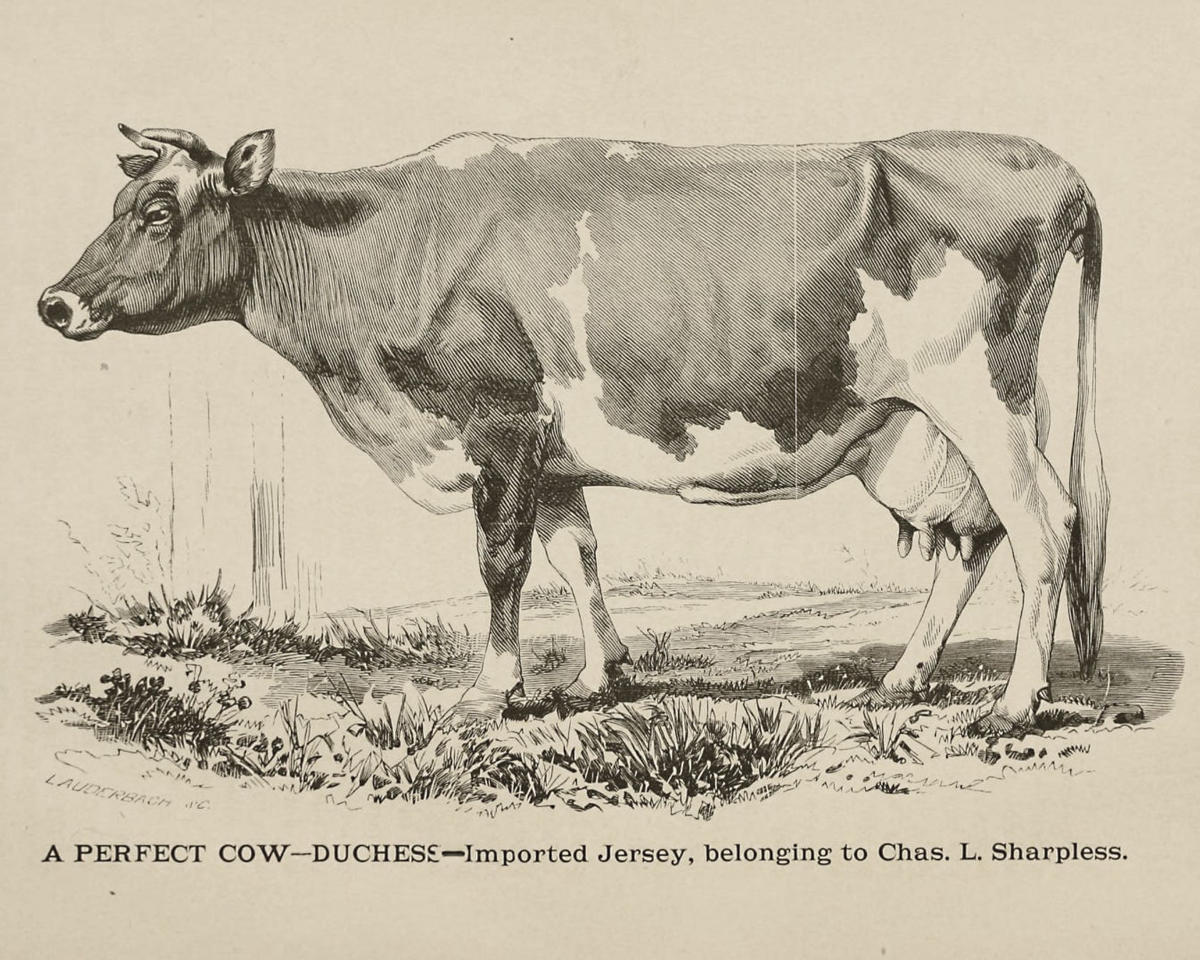 Farmhouse Vintage Cow Prints Set of 4 Vintage Dairy Cow - Etsy