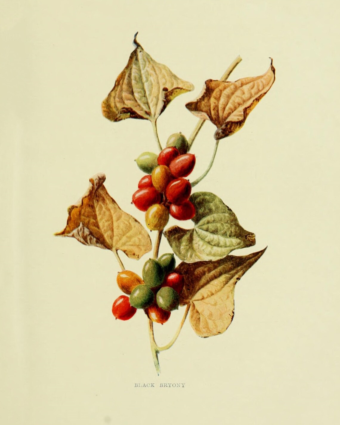 Fall Botanical Prints | Set of 6 - Vintage Botany Art Decor - Fall ...