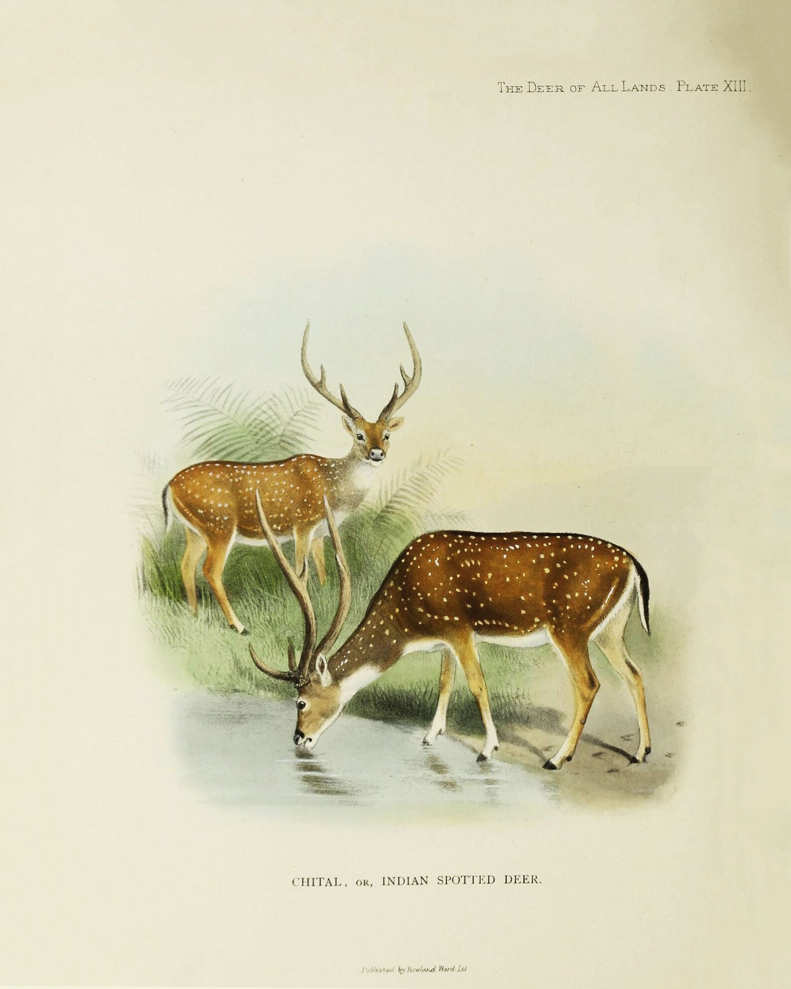 Vintage Deer Illustrations | Set of 4 - Deer Prints - Animal Wall Decor ...