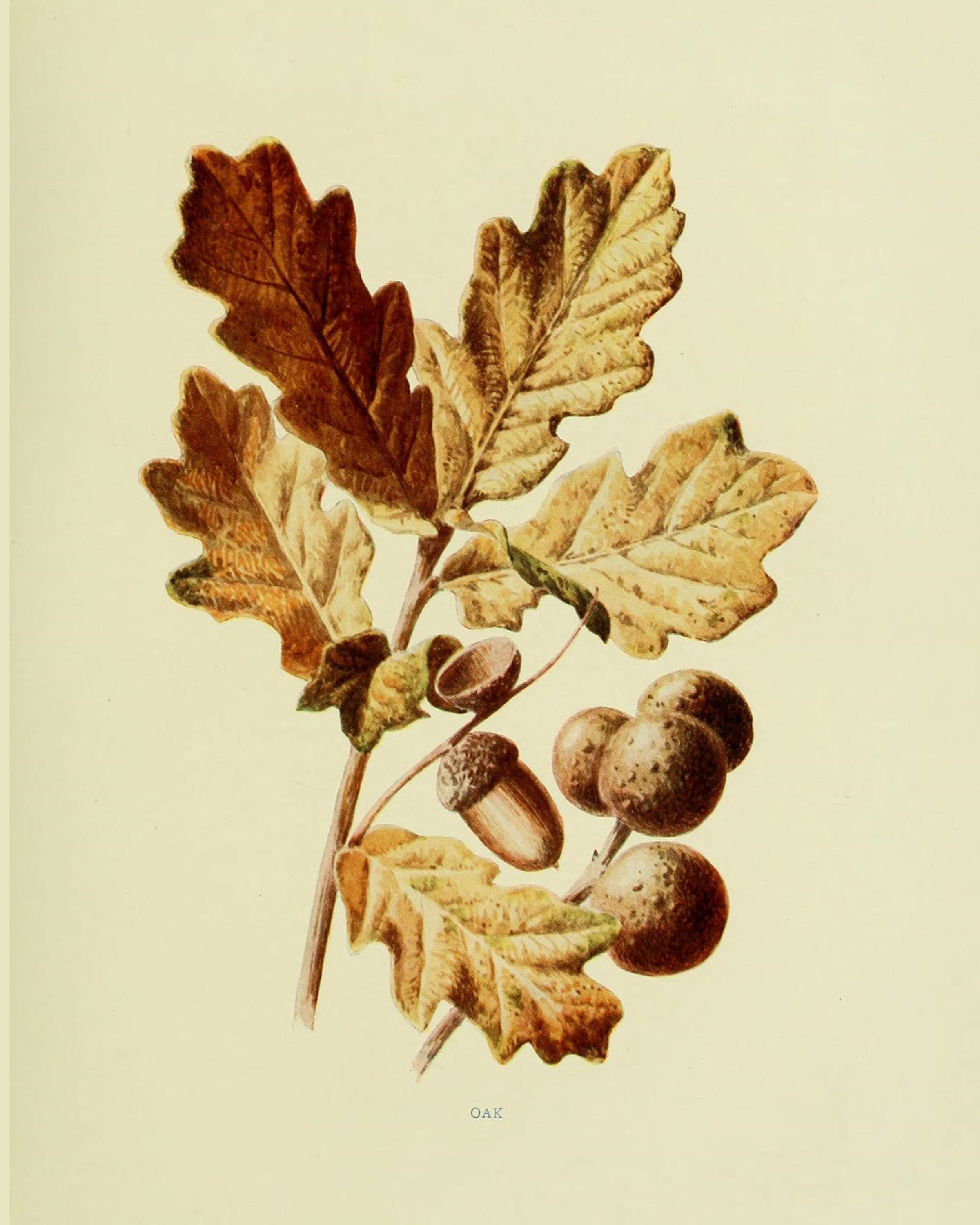 Fall Botanical Prints | Set of 6 - Vintage Botany Art Decor - Fall ...