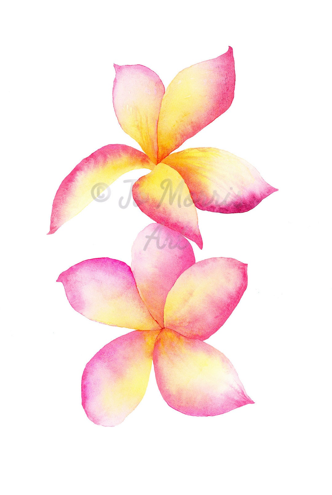 Tropical Frangipani Watercolor Digital Download – Wedding, Junk Journal ...