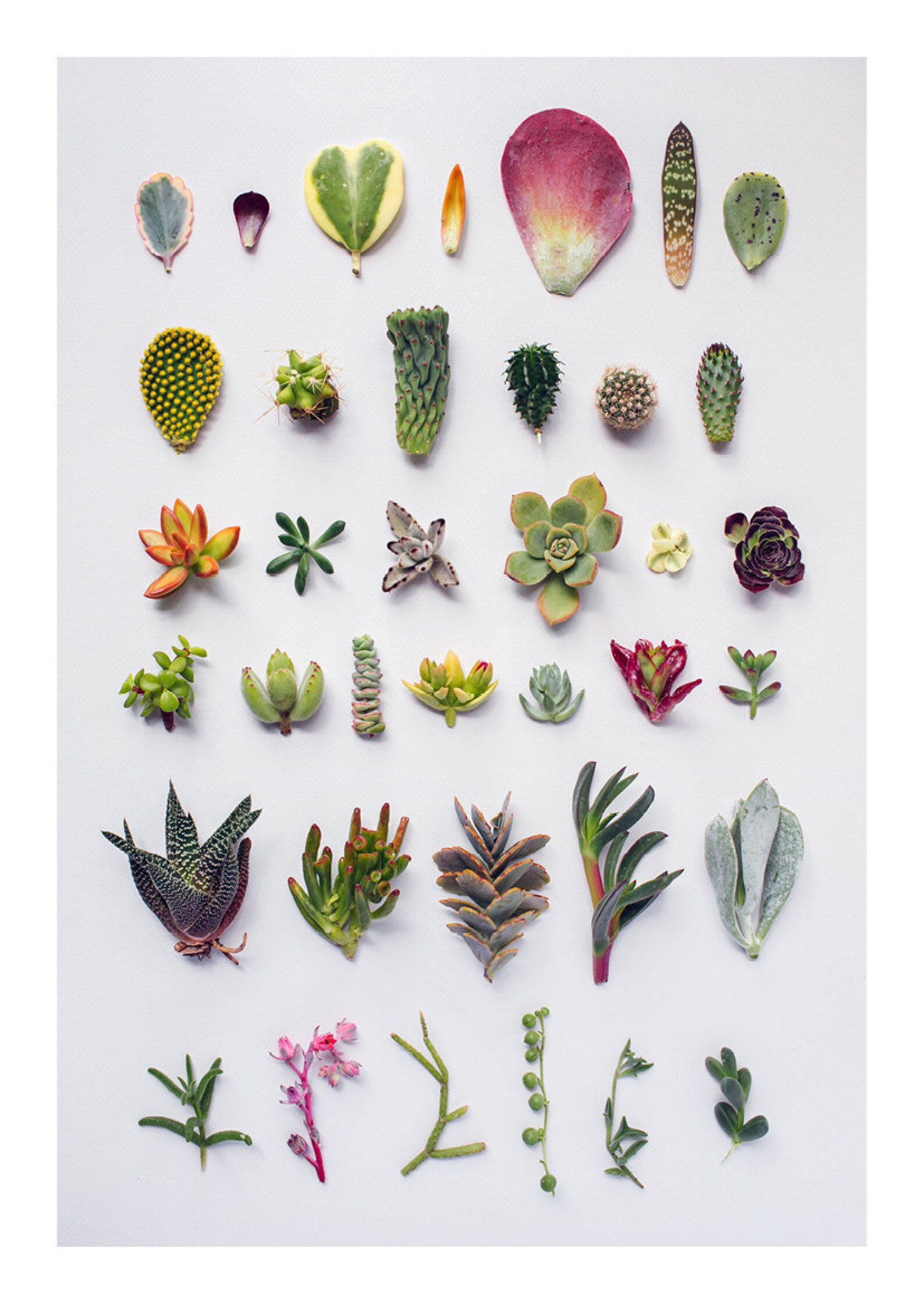 Succulents Print, Succulents Collection, Succulent Art, Light ...