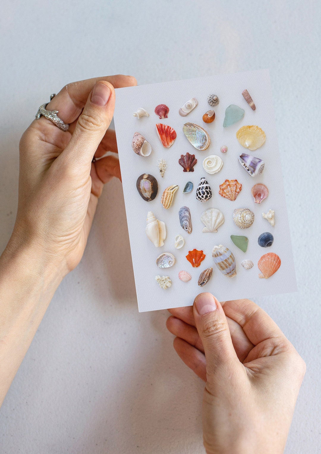 She Collects Sea Shells - A Shell Greeting Card. Seashells, Seashell ...